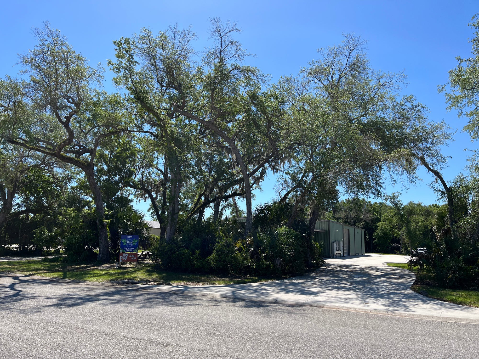 Yaupon Tea from Rise Yaupon! Explore the benefits of Yaupon Tea